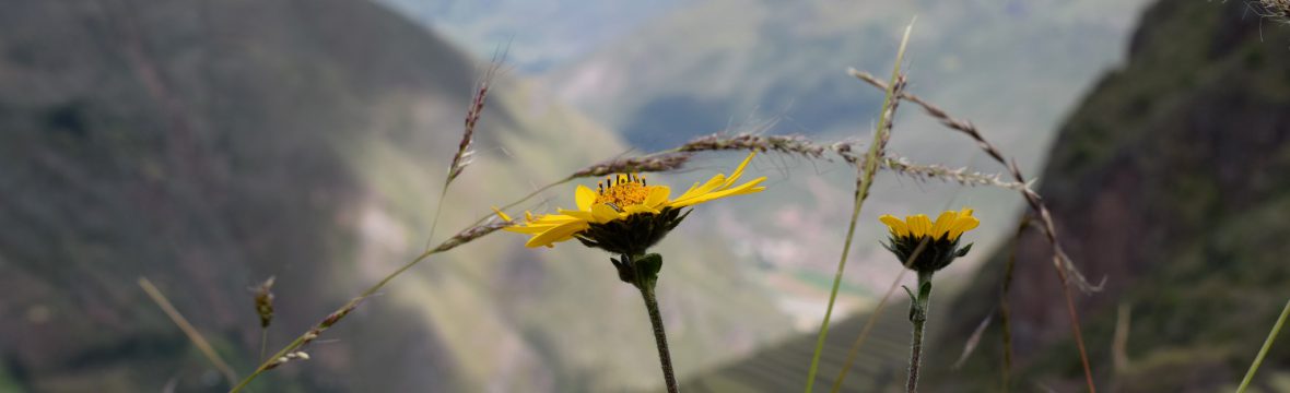 Carefully Curated Classics – Robyn Elizabeth Dexter