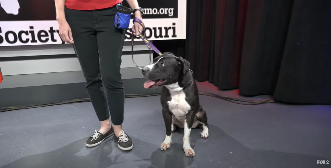 Fox 2 Pet of the Week: Bravo – Robyn Elizabeth Dexter